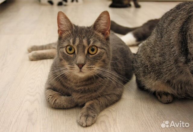 Котик Мышонок