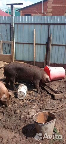 Поросята дюрок