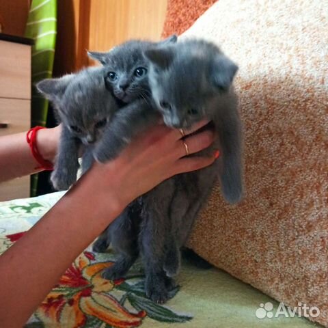 Британские котята