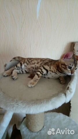 Бенгальские котята