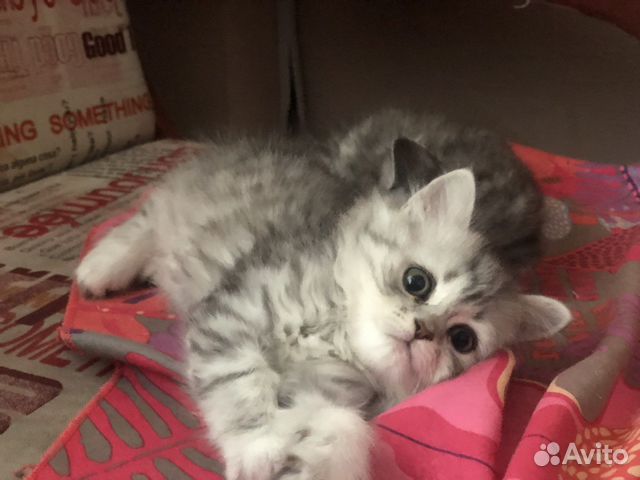 Котенок вискас