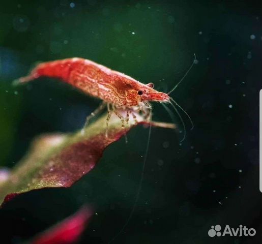 Аквариумные креветки