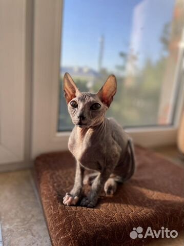 Канадский сфинкс котенок девочка