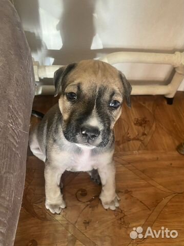 Питбуль щенок