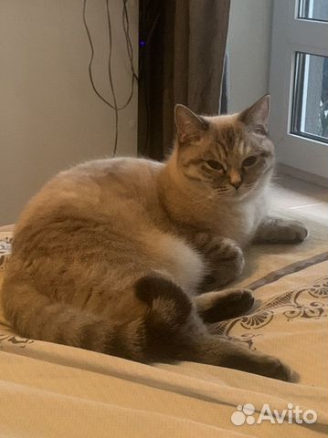 Шотланская вязка кошки кота