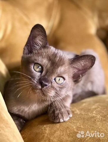 Бурманский котик соболь
