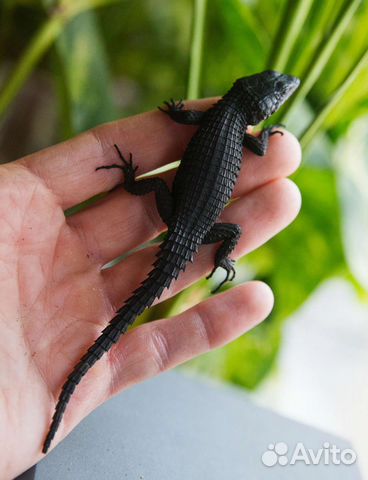 Поясхвосты