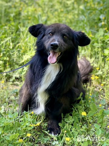 Пес по имени Леопольд в поисках дома