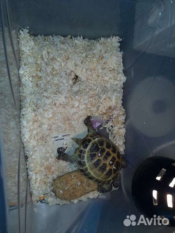 Черепаха сухопутная бесплатно