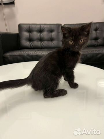 Черный маленький котенок в дар 2 мес