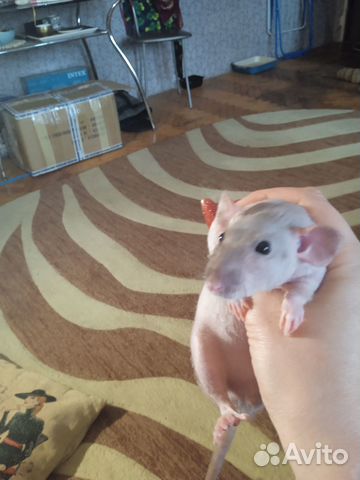 Сфинкс крысеныш 3,5 мес дамбо