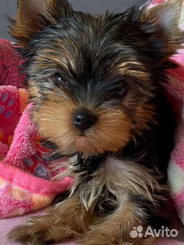 Йоркширский терьер девочка