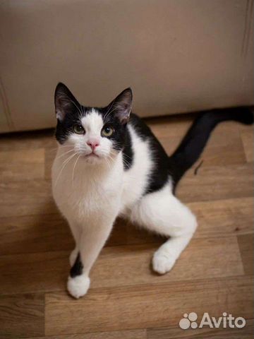 Котик Маркиз в добрые руки