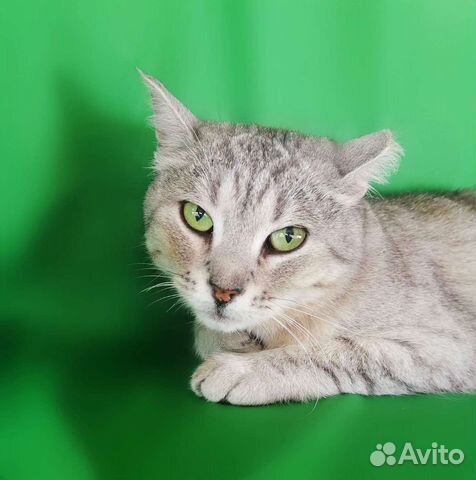 Кошка Алёнка