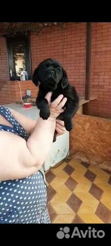 Продажа лабрадора