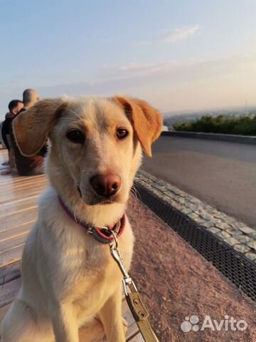 Собаки бесплатно щенки