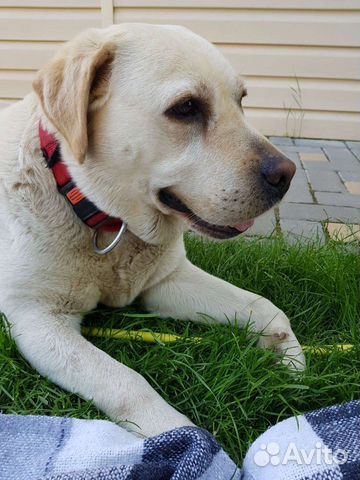 Потерялся лабрадор