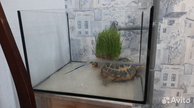 Черепашка