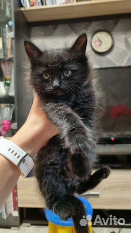 Котик черный 2 мес