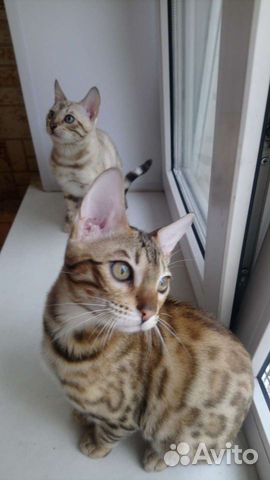 Бенгальские котята