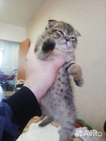 Шотландские вислоухие котята