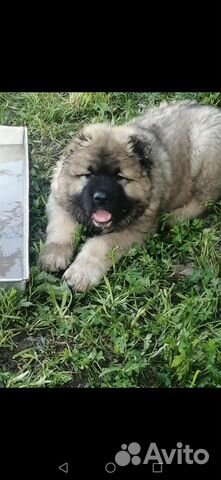 Кавказская овчарка