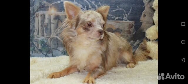 Мальчик 2 года