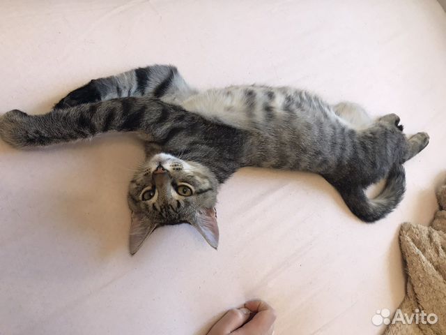 Котята