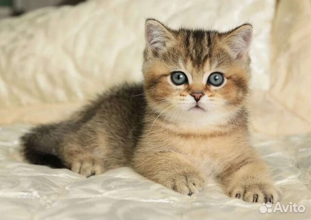 Шотландские котята