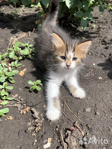 Котенко в добрые руки