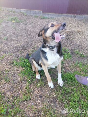 Овчаристая собака