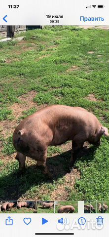Свинка породы дюрок