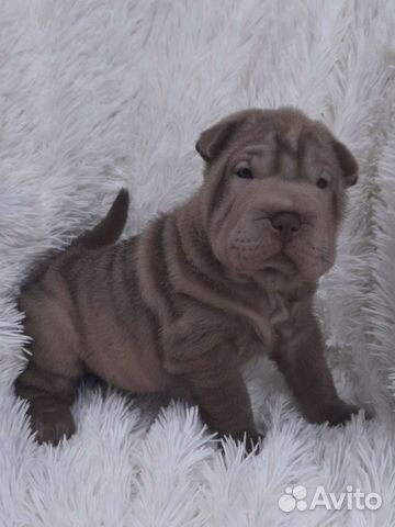 Девочка-красавица