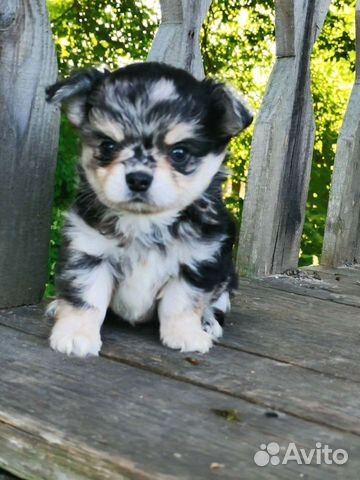 Мальчик голубой мерле