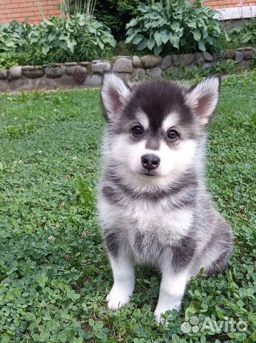 Помски мальчик mini