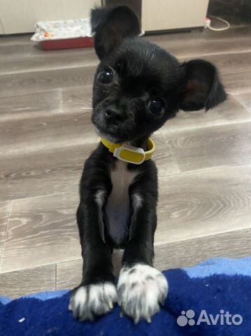 Чихуахуа с тойтельером