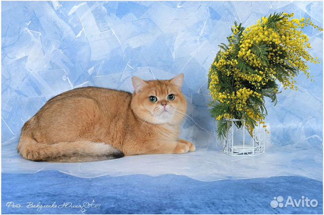 Золотая шиншилла (ny12) вязка