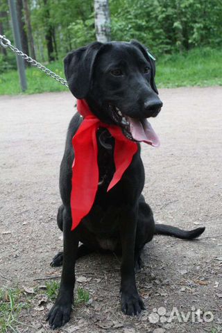 Собака метис