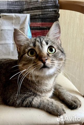 Ласковая котенок подросток Ириска 5,5 мес. в дар