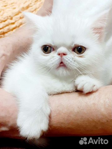 Экзотическая кошка