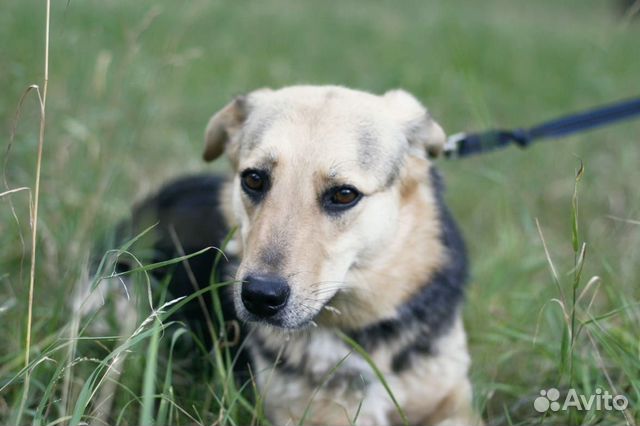 Скромная девочка в добрые руки
