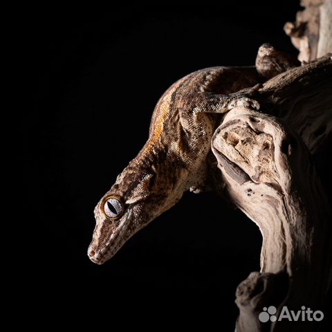 Ушастый геккон-бананоед (rhacodactylus auriculatus