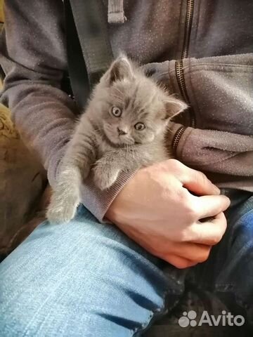 Шотландские котята