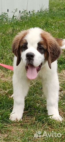 Сенбернарчики