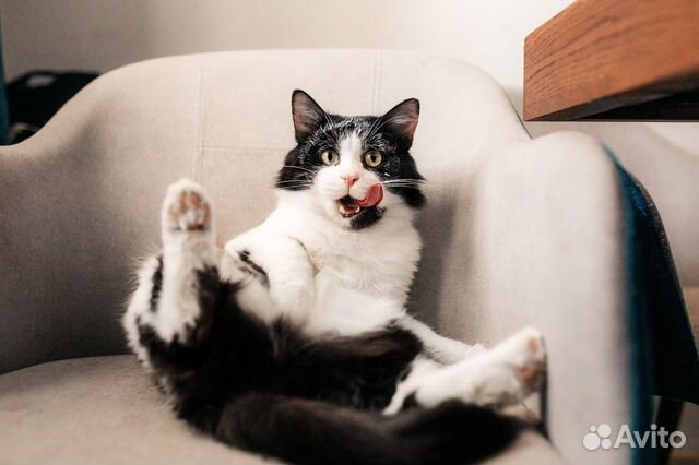 Кот Бурбон — плюшевое счастье