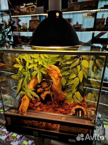 Эублефар с террариумом