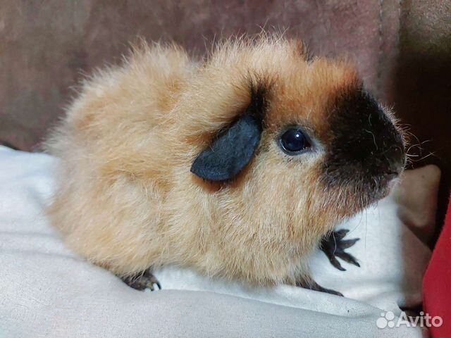 Морская свинка американский тедди окрас калифорния