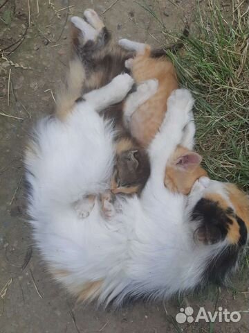 Котята в добрые руки