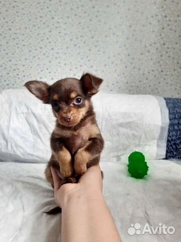 Русский той-терьер