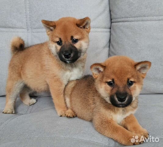 Сиба ину мальчики